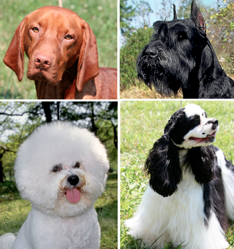 Dog Coat Types: Unleash and transform your knowledge 10 fold