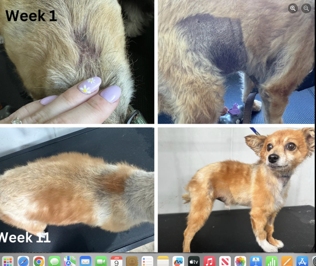 regular grooming for better health 1) important and 2) Free