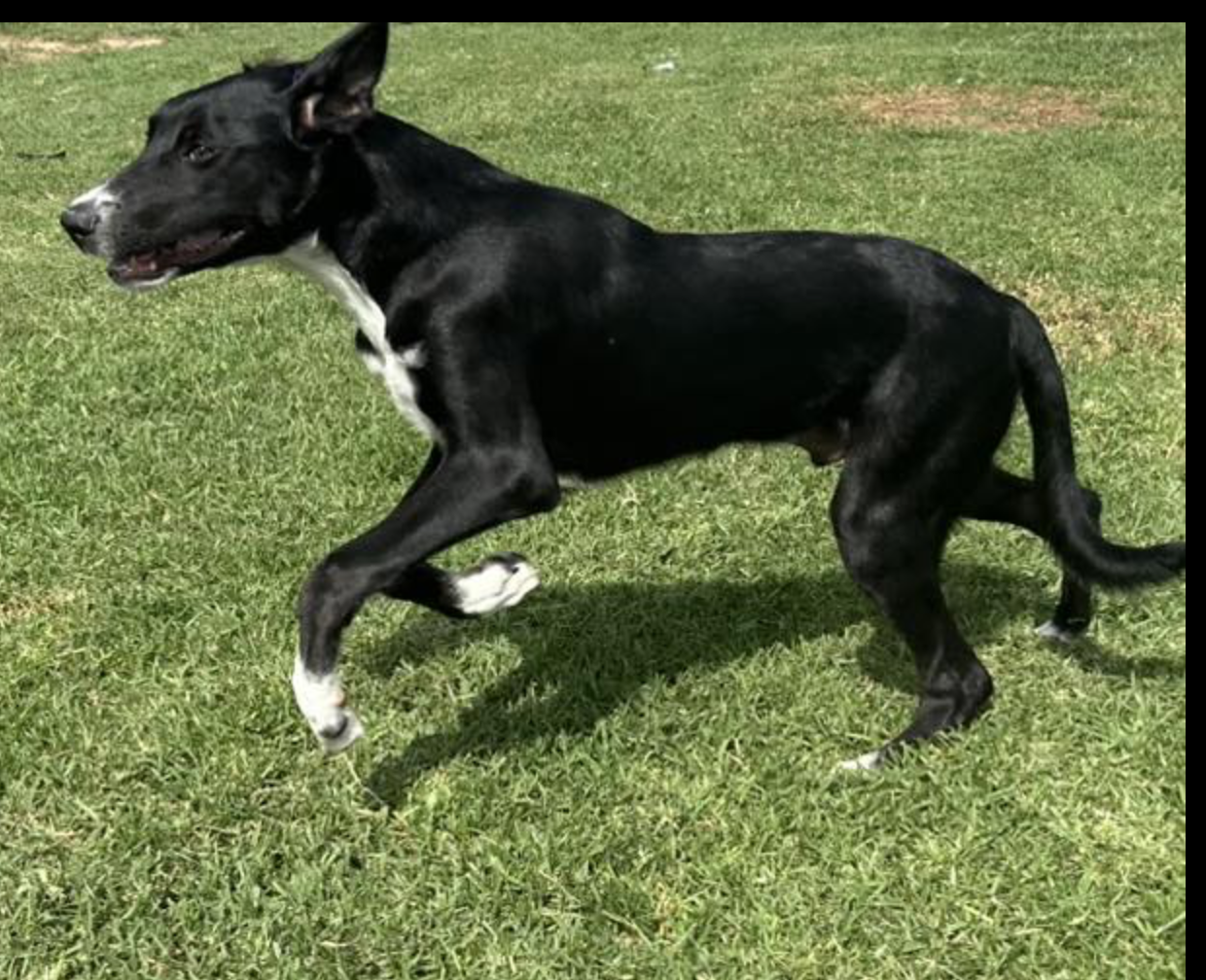 Common Dog Grooming mistakes: #1 joyful ultimate guide