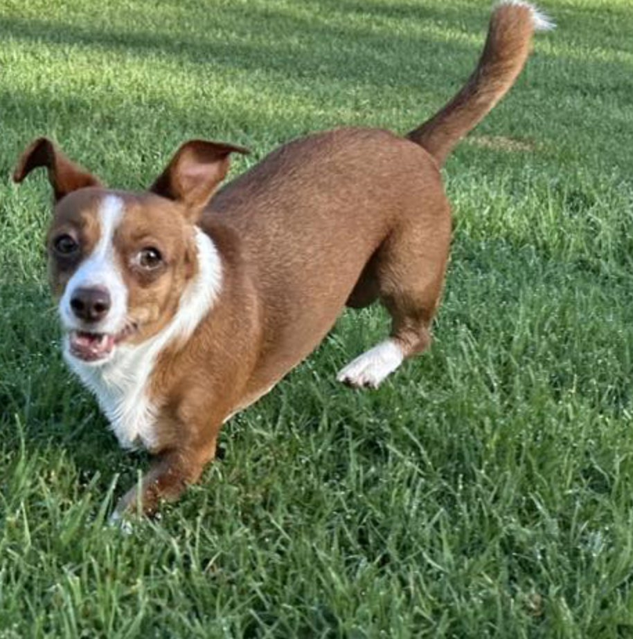 Short-Haired Dog Grooming - #1 the joyful ultimate guide