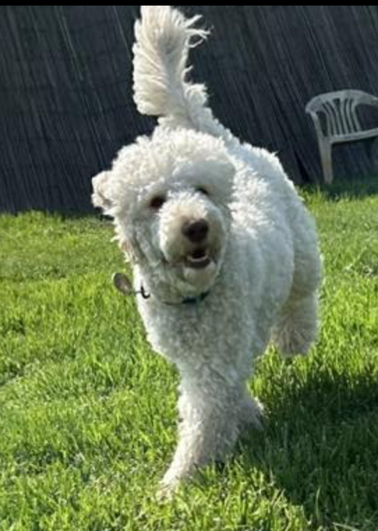 Budget Dog Boarding Quality: #1 joyful ultimate guide