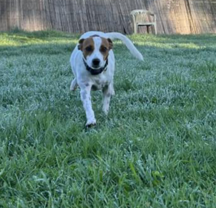 Overnight Dog Boarding Supervision: #1 joyful ultimate guide