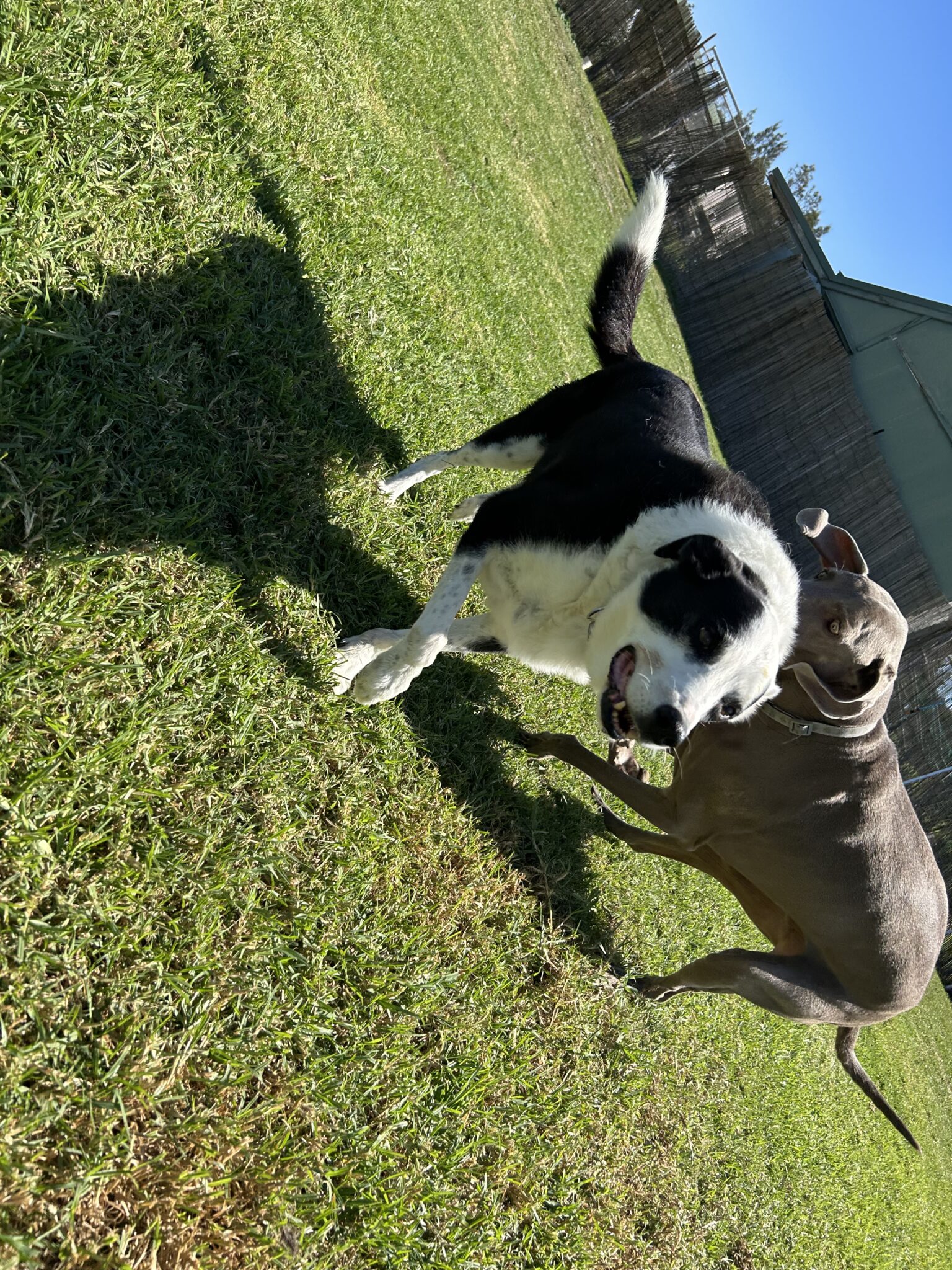 Dog Social Learning: Unleash 8 Essential Play Skills